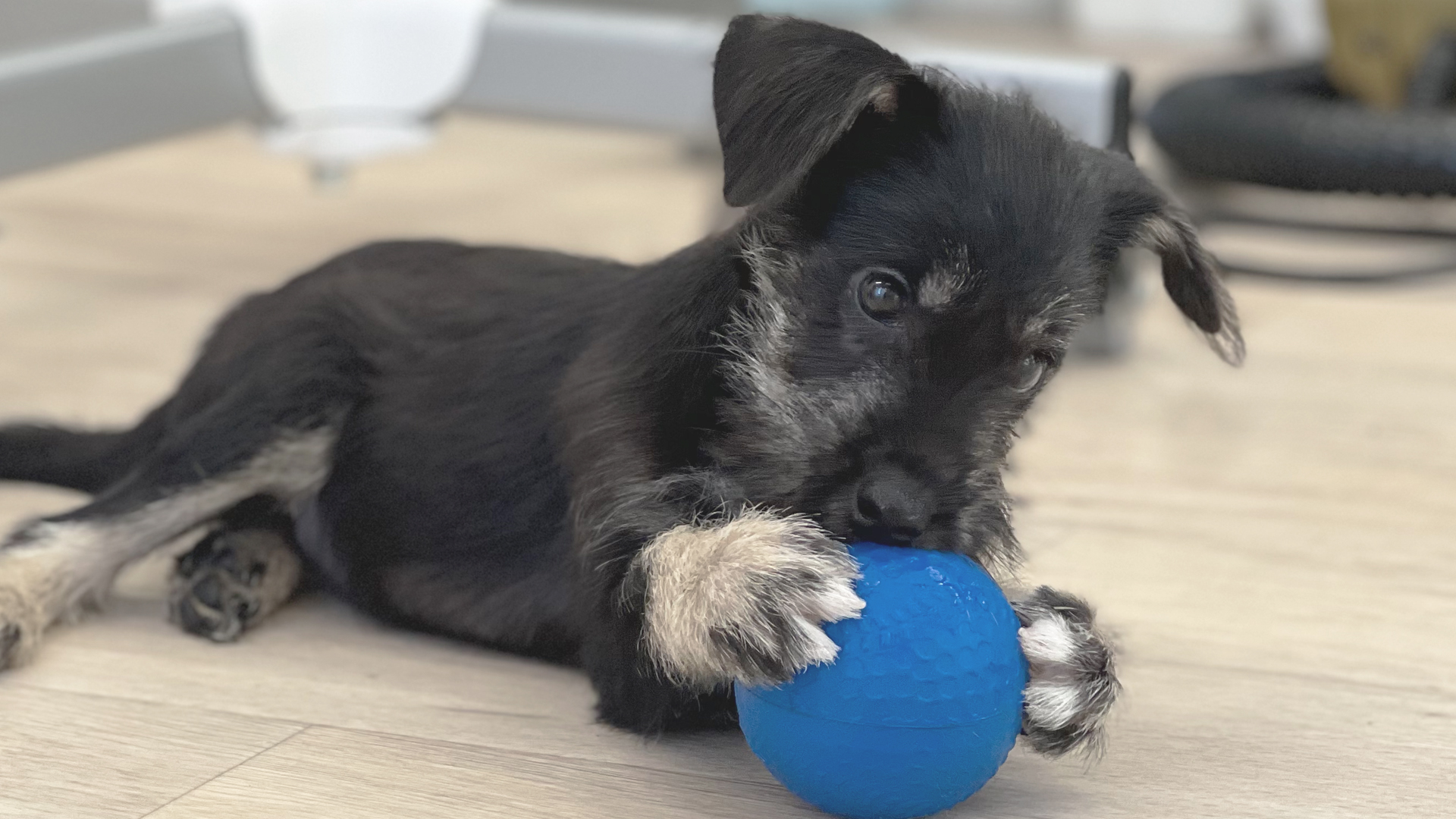 High Four Five – JDBA認定ドッグトレーナー