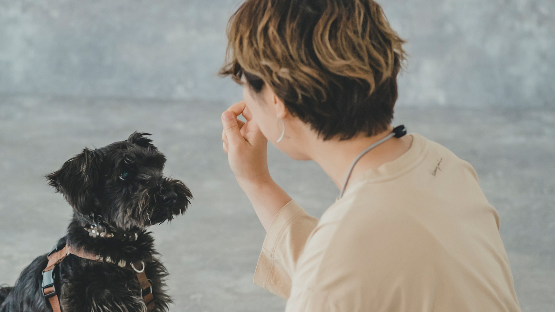 High Four Five – JDBA認定ドッグトレーナー