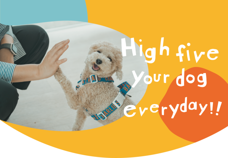 High Four Five – JDBA認定ドッグトレーナー